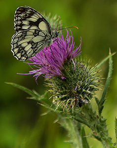 Marble White Butterfly – Worthing Camera Club
